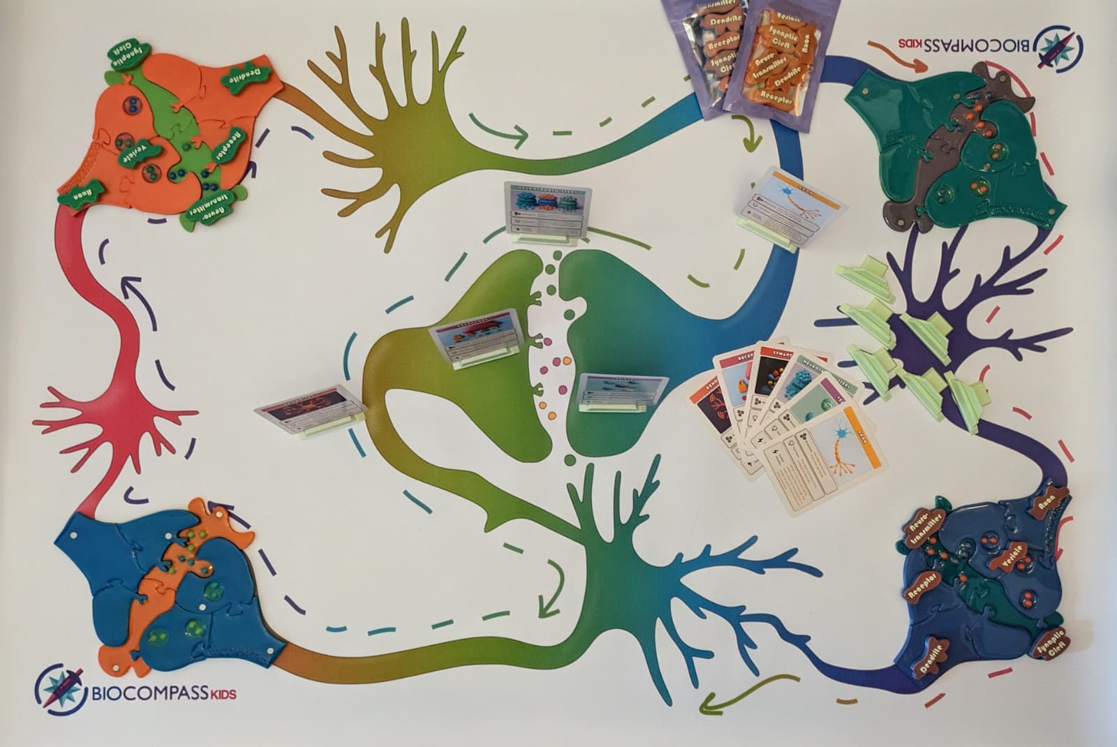 NeuroSnap – Synapse Puzzle Educator Kit | Classroom Neuroscience Model ...